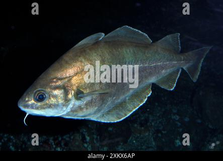Bib / Pout / Pouting Stock Photo - Alamy