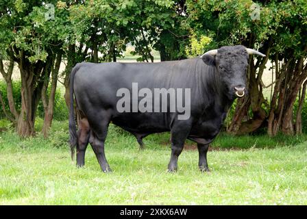 A black Dexter cow and bull. Dexter cattle are a breed of cattle ...