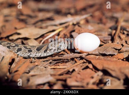 Egg-eating Snake - eating egg - sequence 2 of 7 Stock Photo - Alamy