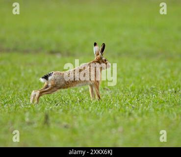 Brown Hare Stretching Lepus capensis Norfolk UK Stock Photo - Alamy