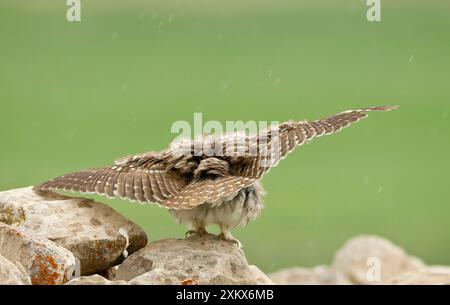 Little Owl - stretching its wings to catch the Stock Photo - Alamy