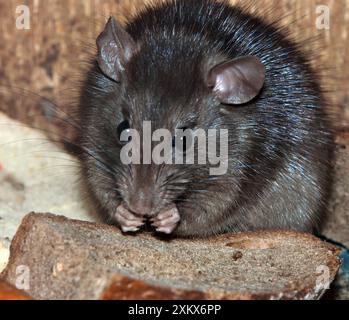 Ship / Black Rat Stock Photo - Alamy