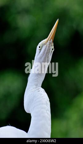 Great Egret (Ardea alba) showing breeding display Stock Photo - Alamy