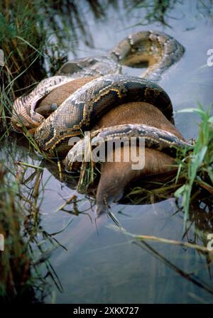 Indian Python - swallowing Hog Deer. Took 4 hours Stock Photo - Alamy