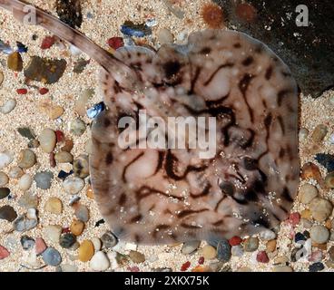 Undulate Ray (Raja undulata) juvenile, buried in sand on seabed ...