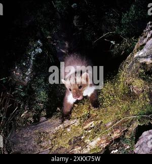 Stone Marten, Beech Marten (Martes foina) in a woodpile. Germany ...
