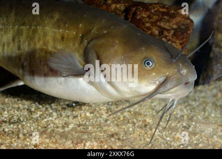 European catfish, wels, sheatfish, wels catfish (Silurus glanis), at ...