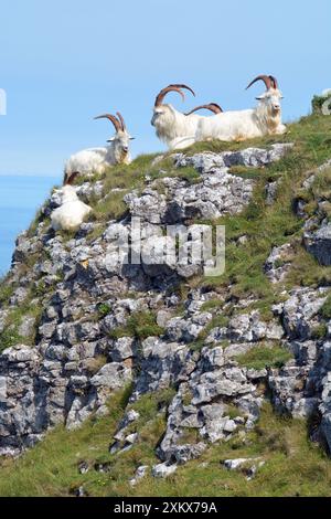Wild (feral) Goats, adult males; Great Orme Head Stock Photo - Alamy