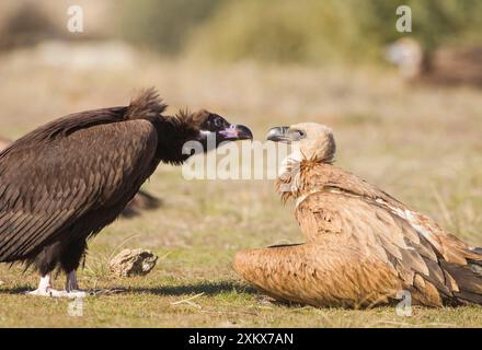 two species of vultures together, black vulture, Aegypius monachus and ...