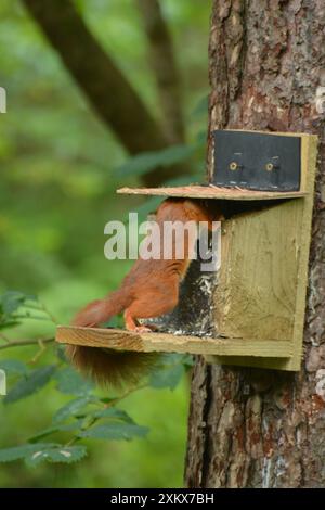 Red Squirrel at feeding station, Newborough Warren Stock Photo - Alamy