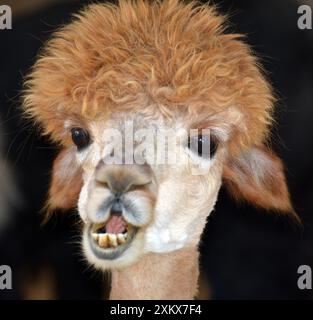 'Poodle-cut' Llama, looking daft Date Stock Photo - Alamy