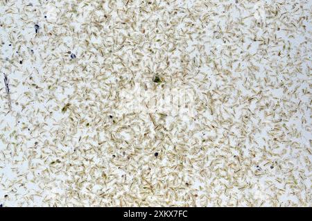 Freshwater plankton, mostly water fleas ('Daphnia' Stock Photo - Alamy