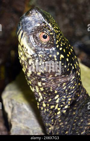 European Pond Tortoise, ponds and lakes in central Stock Photo - Alamy