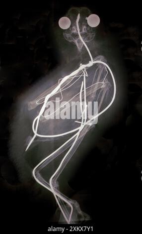 Barn owl, X-ray Stock Photo - Alamy