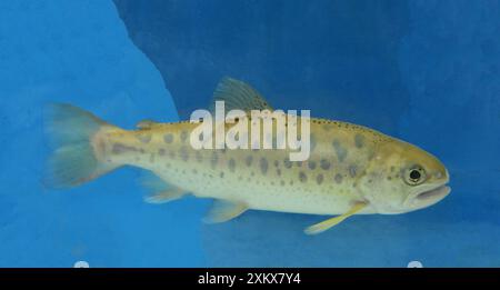 Cherry Salmon parr, Japan/ north Pacific Stock Photo - Alamy