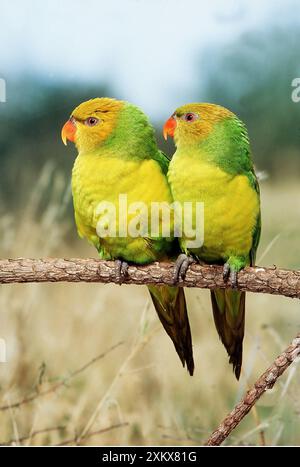 Two lorikeet birds perched on a branch in Vanuatu Stock Photo - Alamy
