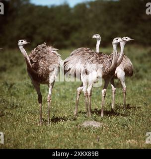 GREATER RHEA - standing in a group Stock Photo - Alamy