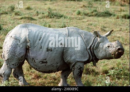 The Great Indian one, Horned Rhinoceros pooping in a forest, Kaziranga ...