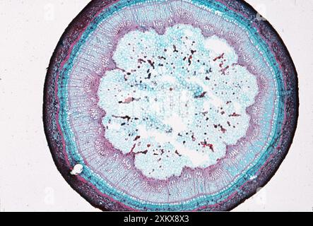 Microscopic cross section of plant stem showing cells, botanical ...