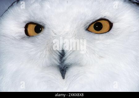 Close-up of an angry Snowy Owl Stock Photo - Alamy