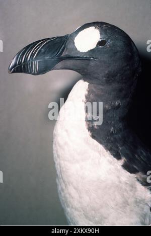 The extinct Great Auk Stock Photo - Alamy
