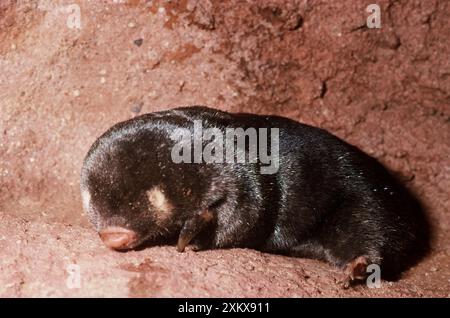 CAPE GOLDEN MOLE Stock Photo - Alamy