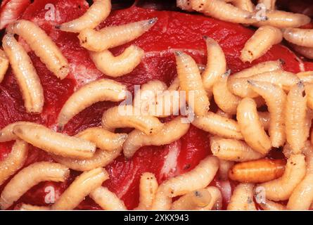 BLUEBOTTLE / Blowfly maggots - in rotting meat Stock Photo - Alamy