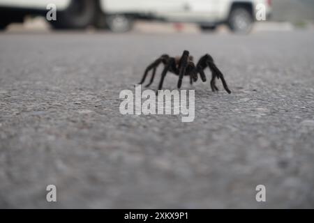 Tarantulas walk the streets of Southern New Mexico Stock Photo - Alamy