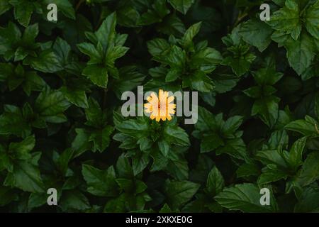 trailing daisy (Sphagneticola trilobata Stock Photo - Alamy
