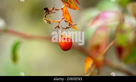 Rubus probus (Atherton raspberry, wild raspberry) fruit. The fruits are ...