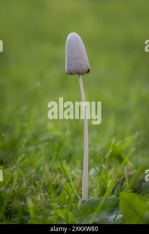 Milky conecap mushroom [ Conocybe apala ] in lawn Stock Photo - Alamy