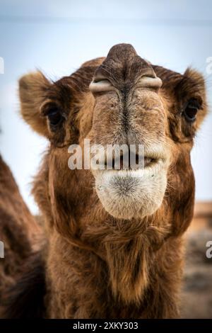 A closeup of a camel's profile in a zoo in grayscale Stock Photo - Alamy