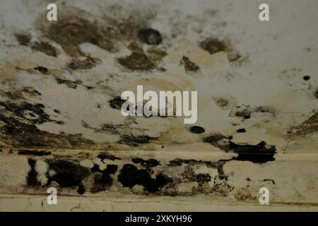 Water damage to a ceiling, spots of black mould, plasterboard ceiling ...