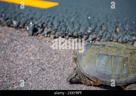 Selective focus on a large snapping turtle crossing a paved road in ...