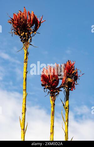 Gymea lilies (Doryanthes excelsa), in flower in dry sclerophyll forest ...