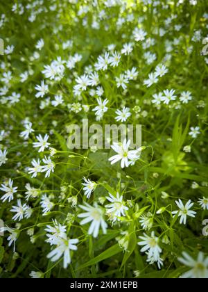 Scenic view of lush meadow with blossoming purple crocus flowers ...