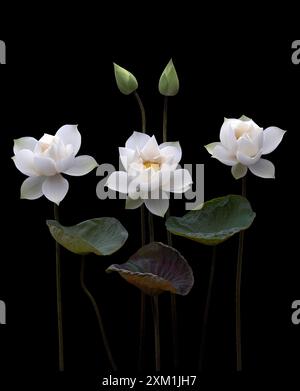 pure beauty of white lotus Stock Photo - Alamy