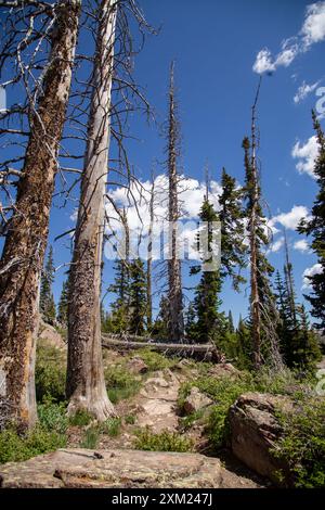 Cedar trees and mountain scenery Stock Photo - Alamy