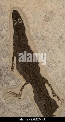 Fossil Alligator, Eocene epoch, from the Green River formation in ...