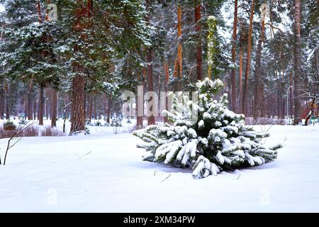 a widespread coniferous tree which has a distinctive conical shape and ...