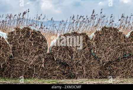 Sacks of reeds, reed cutting in Tay reed beds, Carse of Gowrie ...