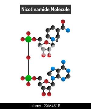 NAD molecule. molecular chemical structural formula and model of Nicotinamide Adenine ...