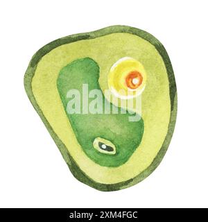Chlorella illustration featuring a single green algae cell with ...