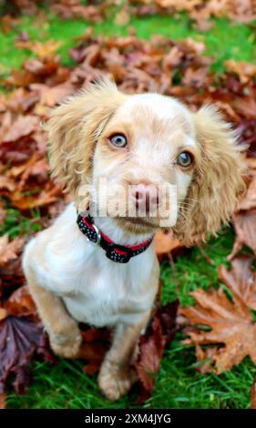 cute puppy Cocker Spaniel puppy with smile Stock Photo - Alamy