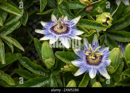 Botanical collection, beatiful flowers of passiflora plant with edible ...