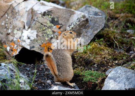 Adorable ground squirrel Marmotini standing up eating in the wild ...