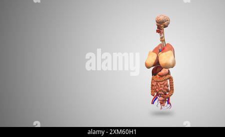 Female Internal Organs with gradient background Stock Photo - Alamy