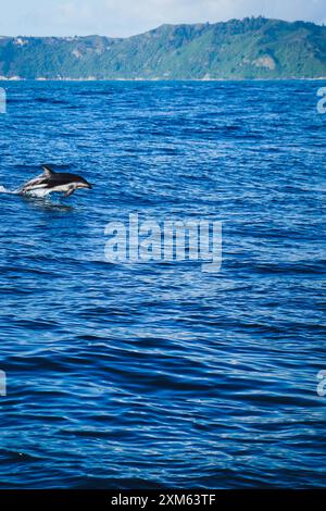 Dusky dolphins jumping out of the water Stock Photo - Alamy