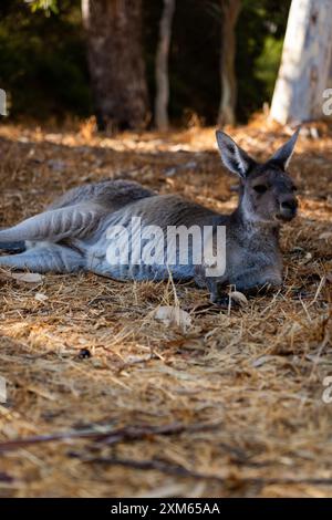 grey kangaroo inn Perth Stock Photo - Alamy
