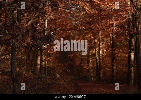 Bäume im Herbst im Wald Stock Photo - Alamy
